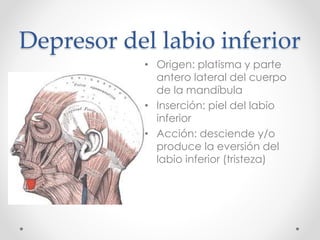 musculos de la cara | PPTX