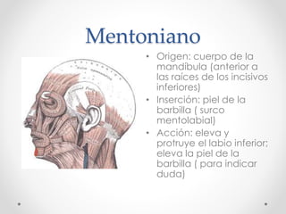 musculos de la cara | PPTX