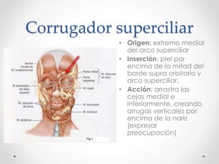 musculos de la cara | PPTX
