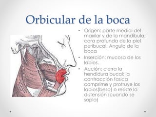 musculos de la cara | PPTX