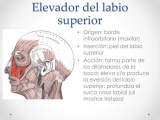 musculos de la cara | PPTX