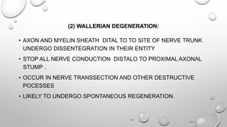 Maxillofacial nerve injury (trigeminal ).pptx