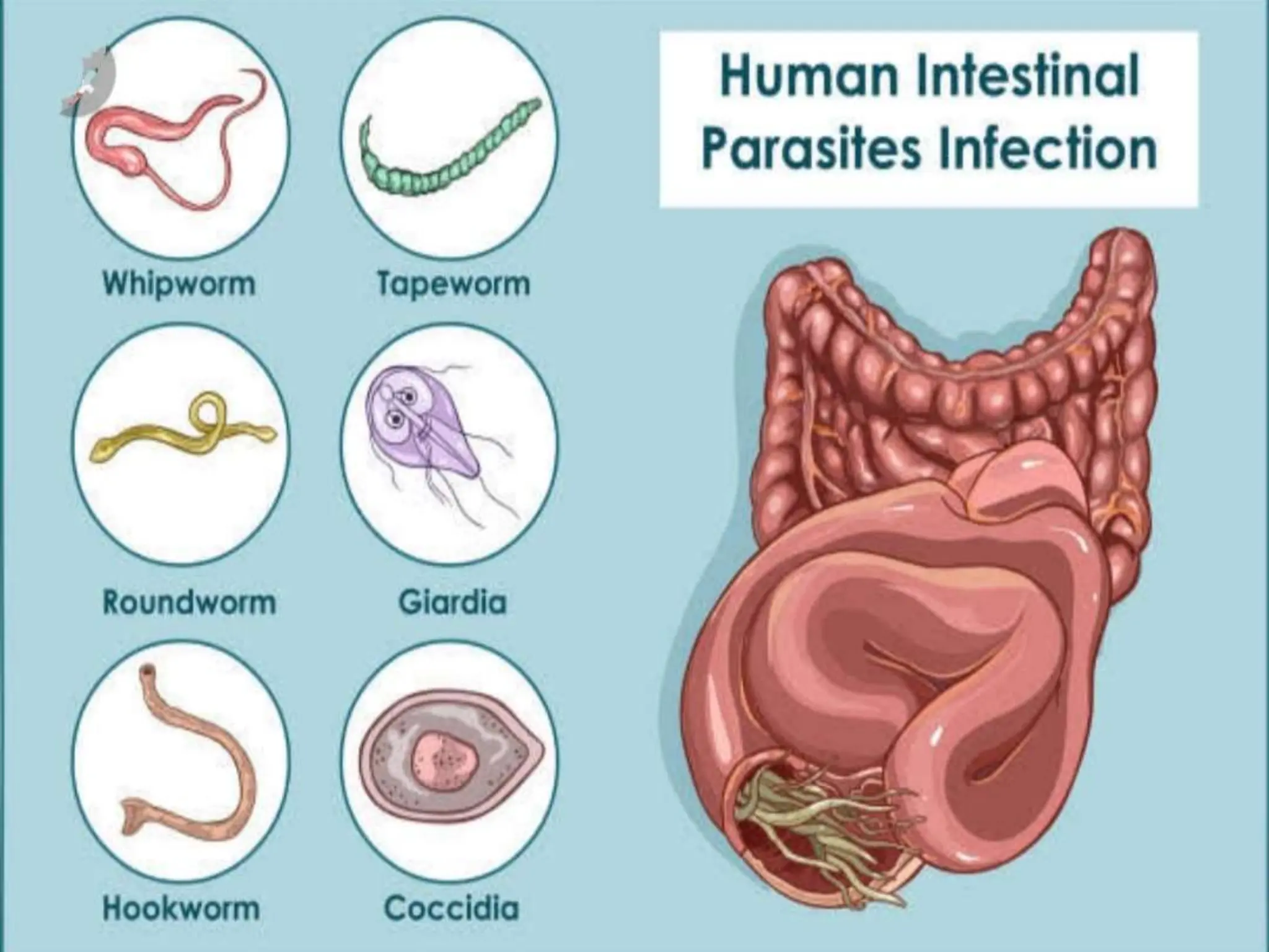 parasites -helminths & vectors -microbiology | PPTX