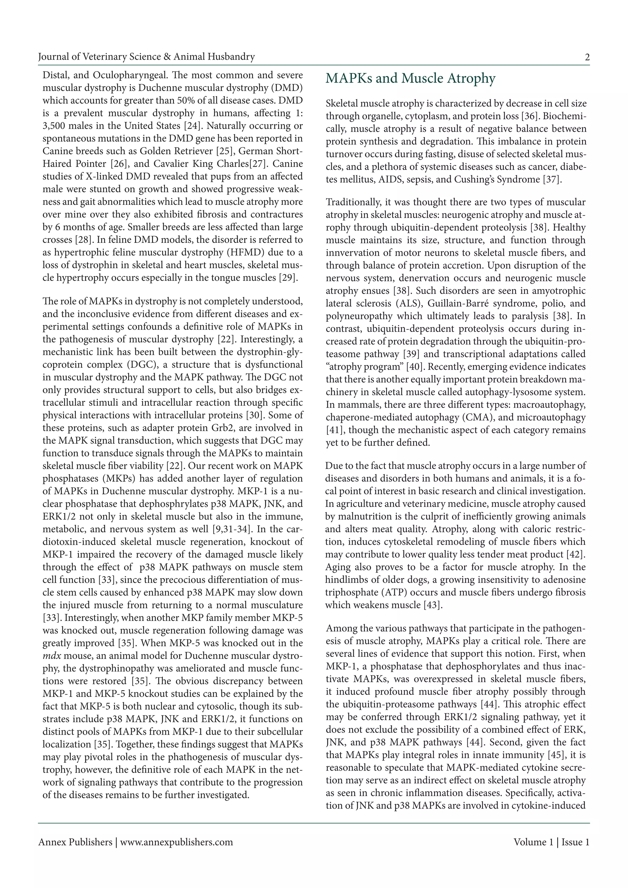 MAPK Pathway in Skeletal Muscle Diseases | PDF | Endocrine and Metabolic Diseases | Diseases and ...