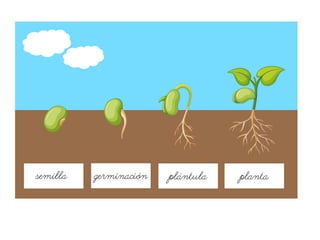 Ciclo_vida_planta.pdf