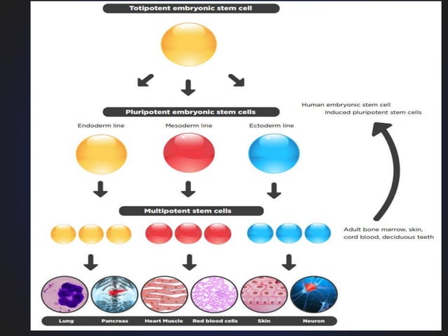 neoplasia introduction, nomenclature, classification of tumours | PPTX