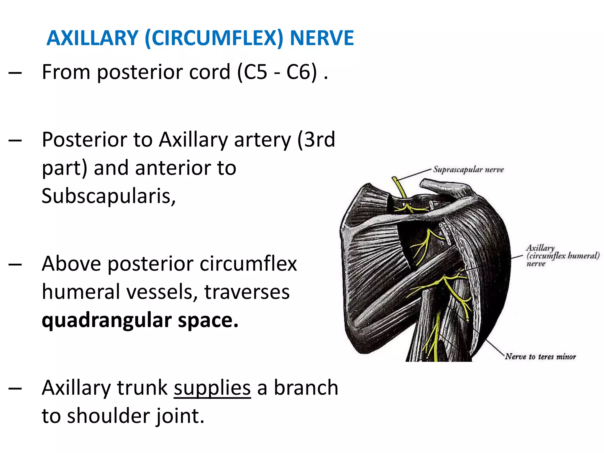 1 nerves of upper extremity | PPTX
