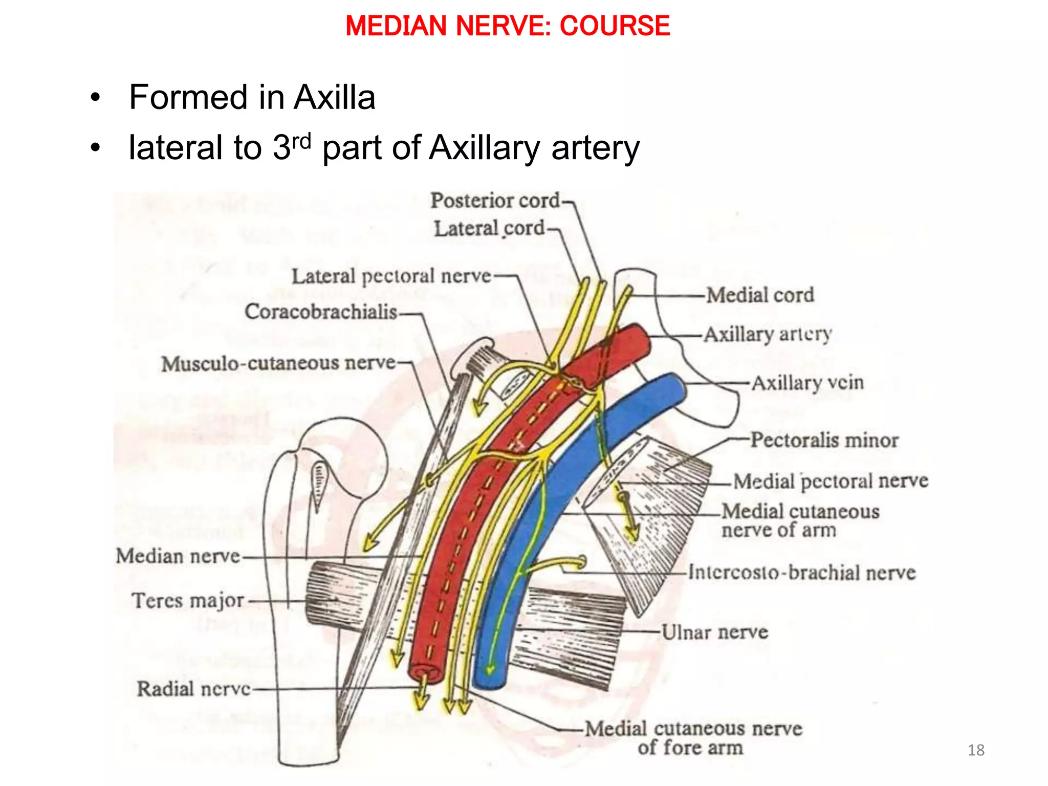 1 nerves of upper extremity | PPTX