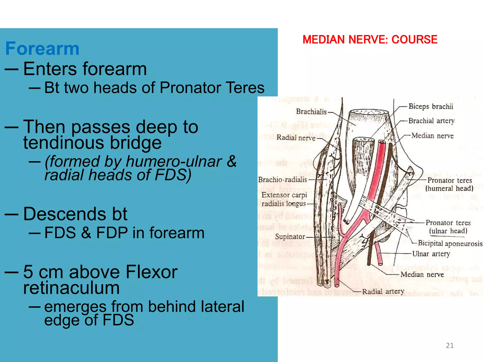 1 nerves of upper extremity | PPTX
