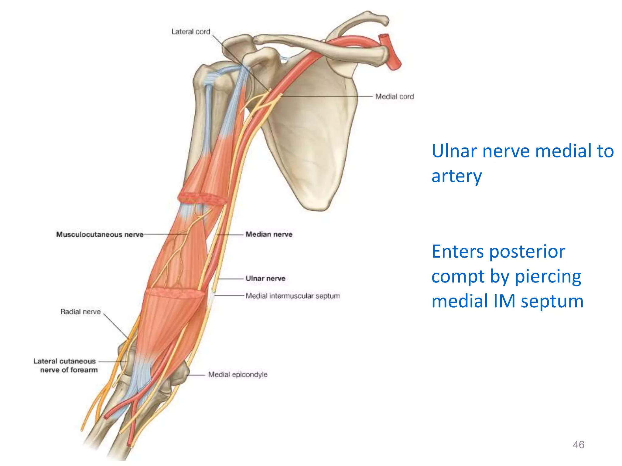 1 nerves of upper extremity | PPTX