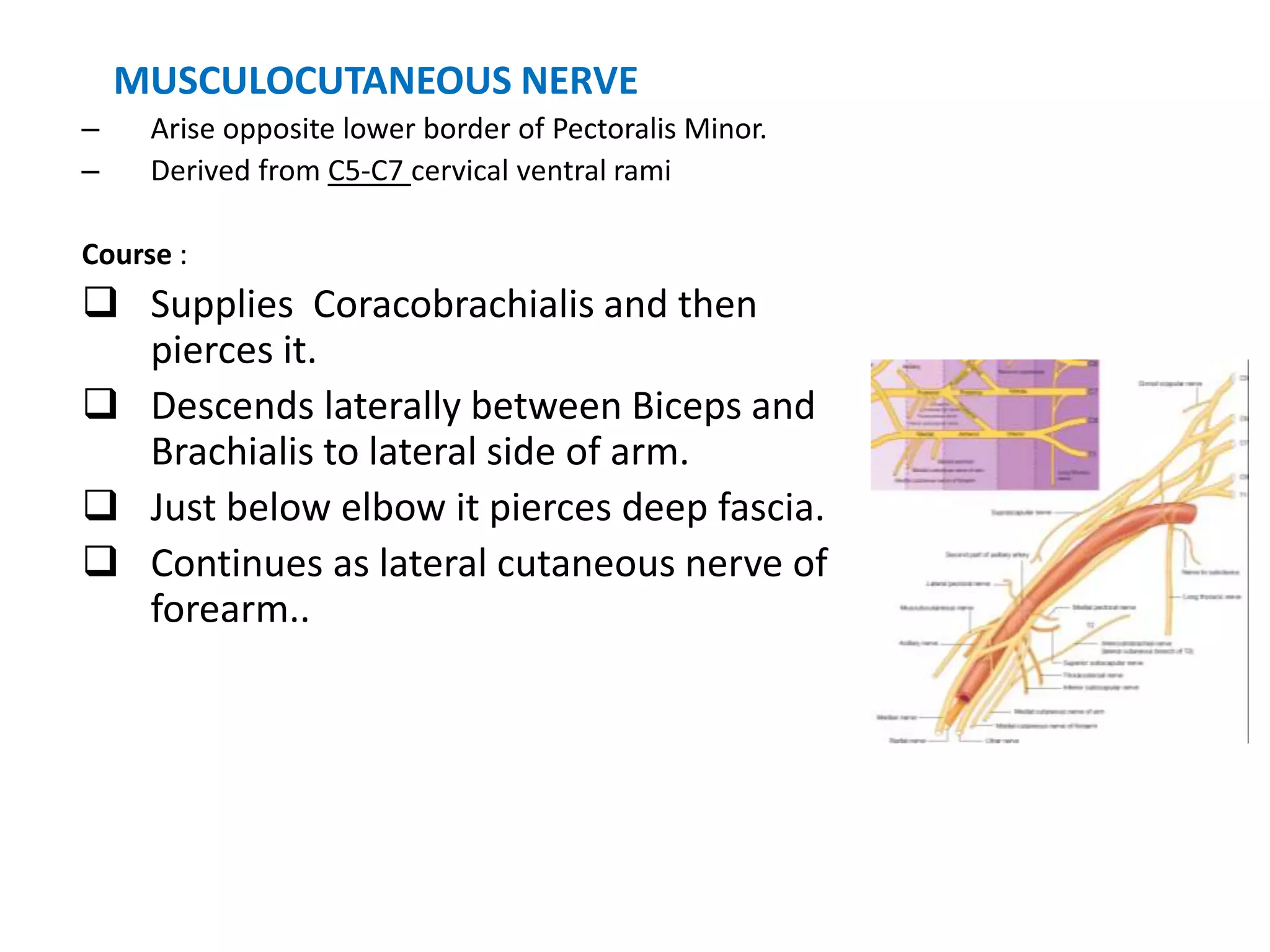 1 nerves of upper extremity | PPTX