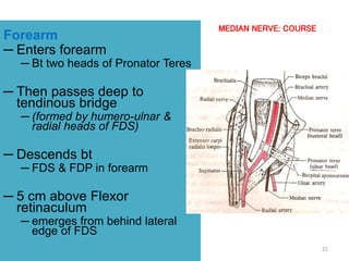 1 nerves of upper extremity | PPTX