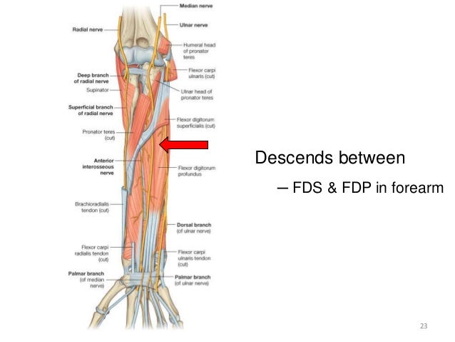 1 nerves of upper extremity