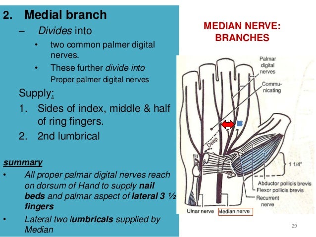 1 nerves of upper extremity