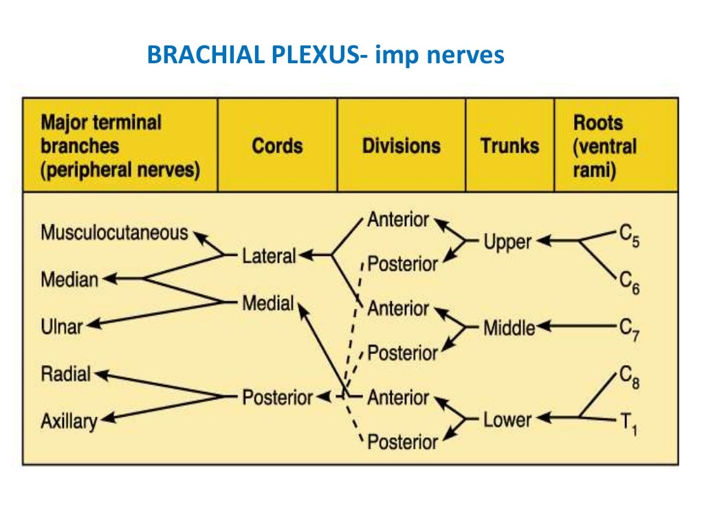 1 nerves of upper extremity