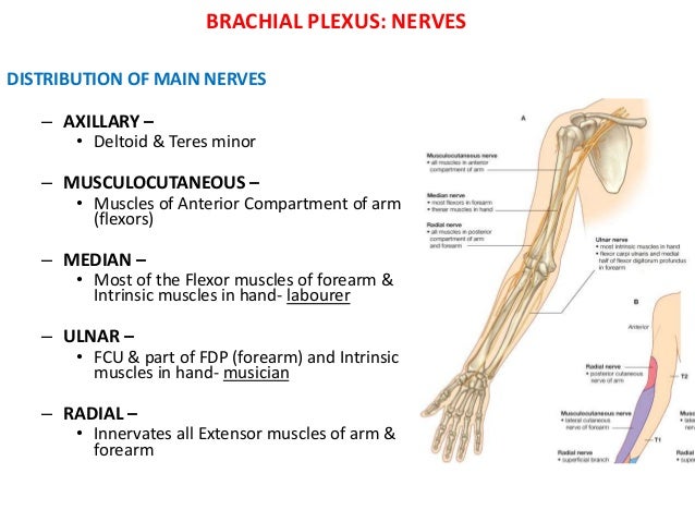 1 nerves of upper extremity
