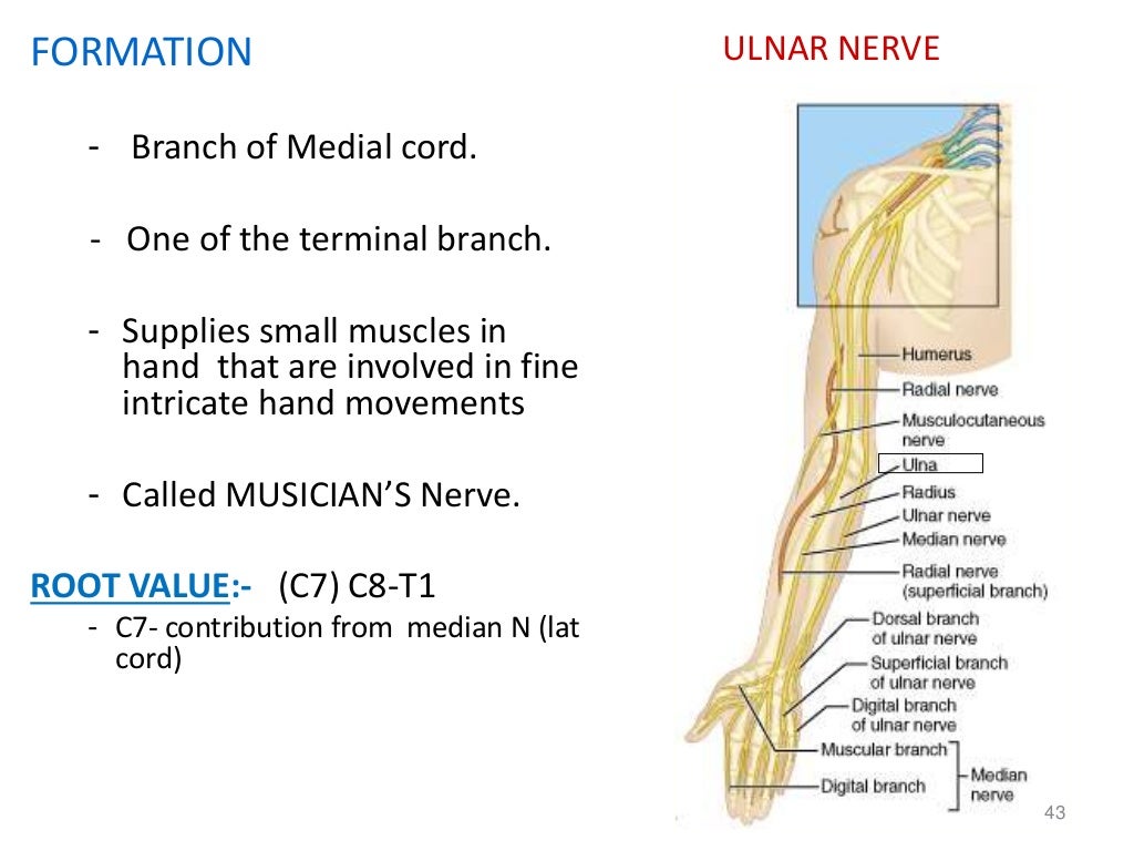1 nerves of upper extremity