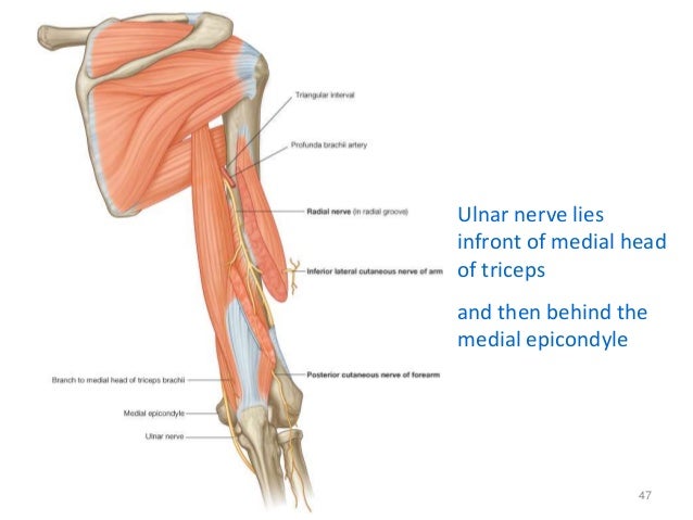 1 nerves of upper extremity