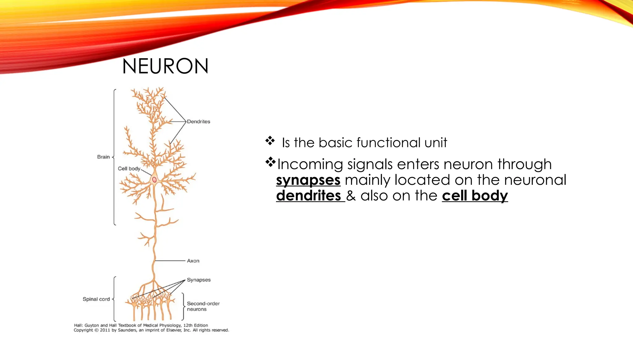 1 Nervous System Introduction anatomy.pptx