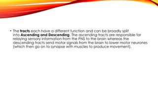 1 Nervous System Introduction anatomy.pptx