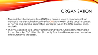 1 Nervous System Introduction anatomy.pptx