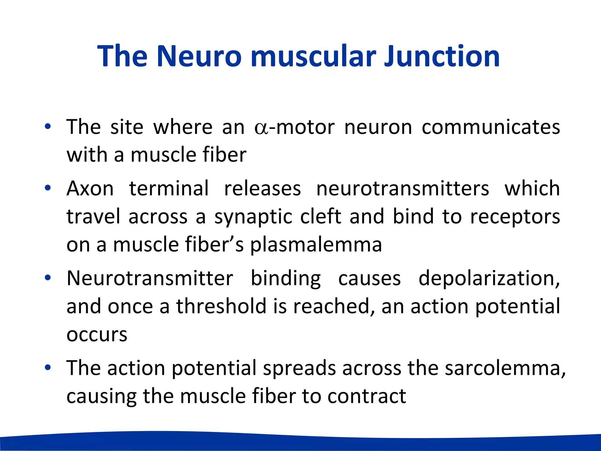 1 neural control of exercising muscle | PPT