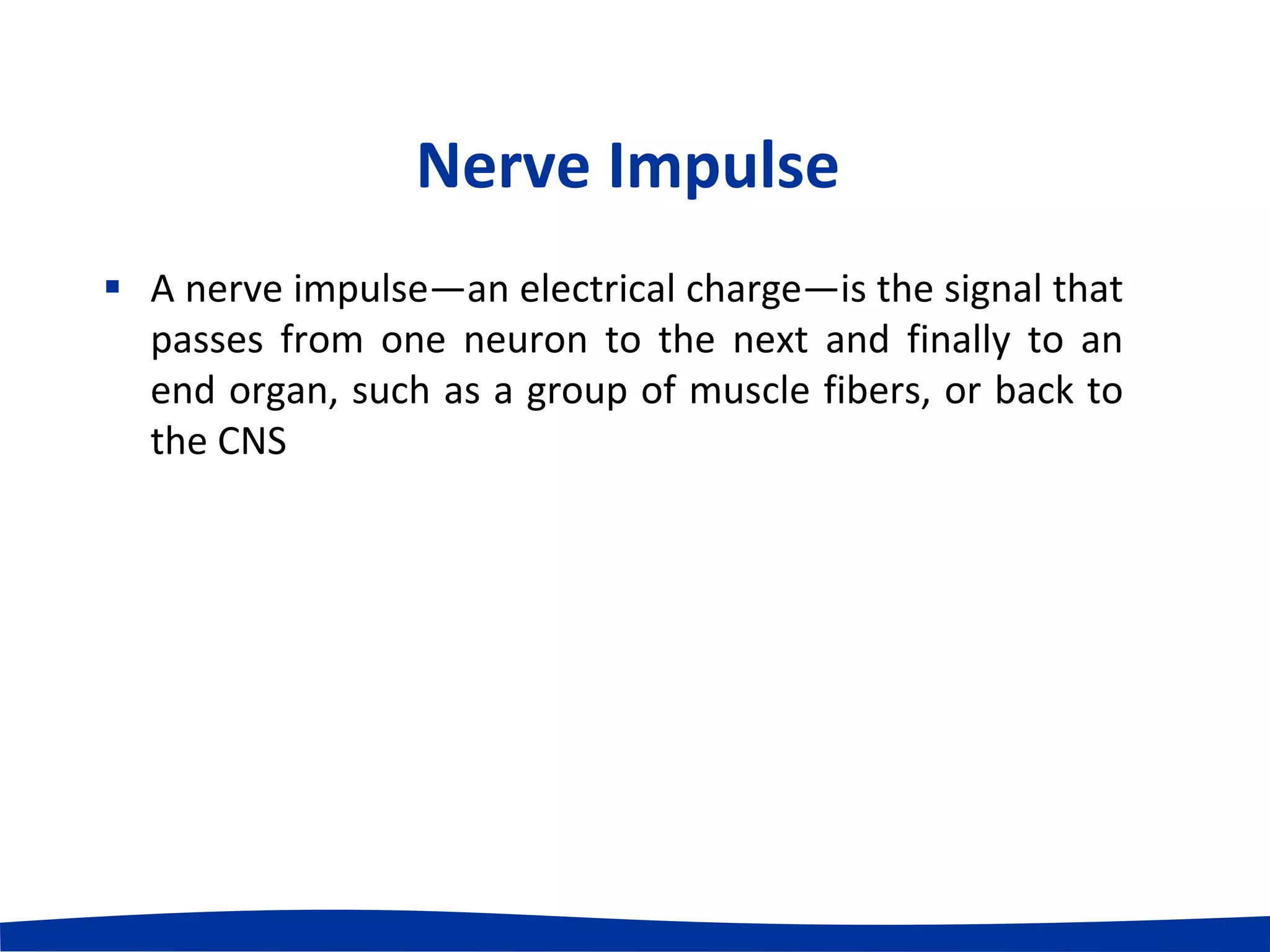 1 neural control of exercising muscle | PPT