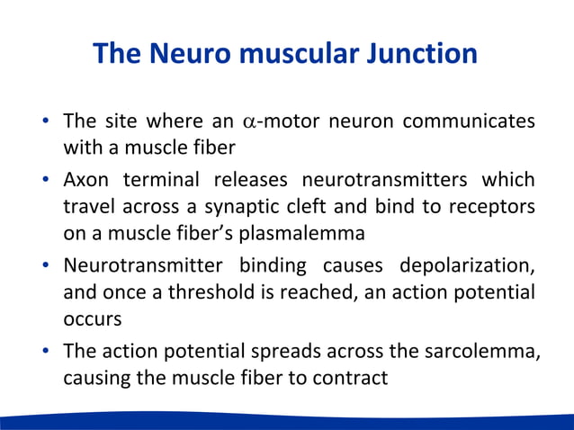 1 neural control of exercising muscle | PPT | Brain and Nervous System ...