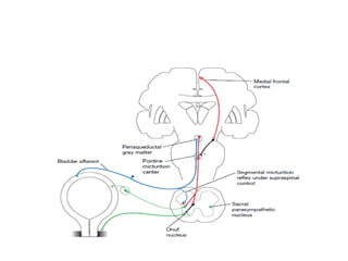 # 1 Neuroanatomy_and_Physiology_of_bladder_and_bowel_with_clinical ...