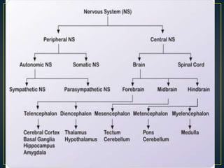 HIGHER MENTAL FUNCTIONS ASSESSMENT | PPTX