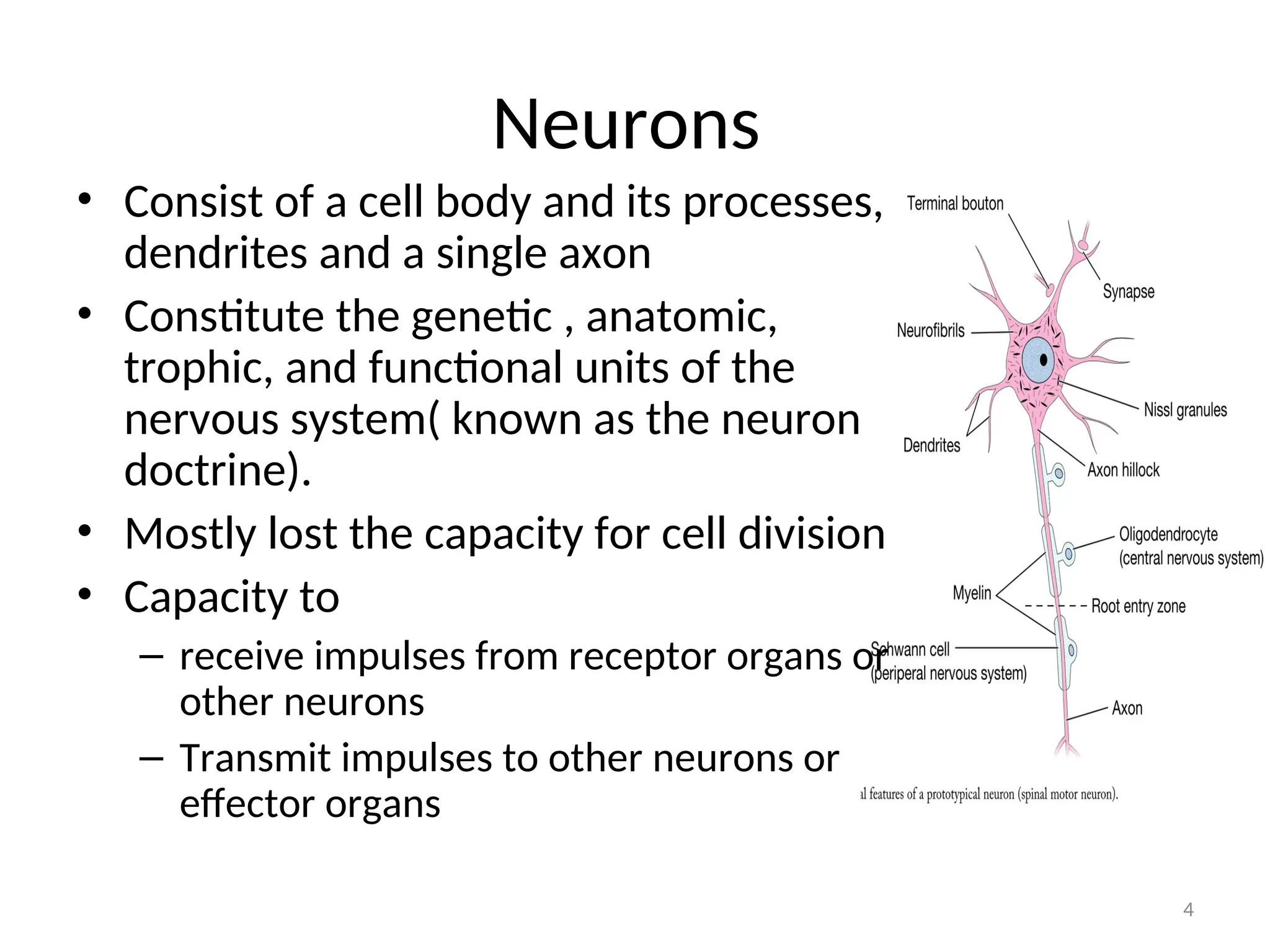 1 Neurohistology for Neurology residents.ppt