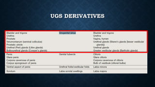Evaluation of urogenital sinus and cloacal anomalies | PPT