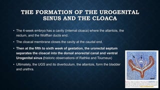 Urogenital Sinus Embryology