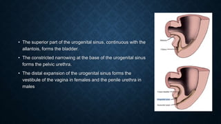 Persistent Urogenital Sinus