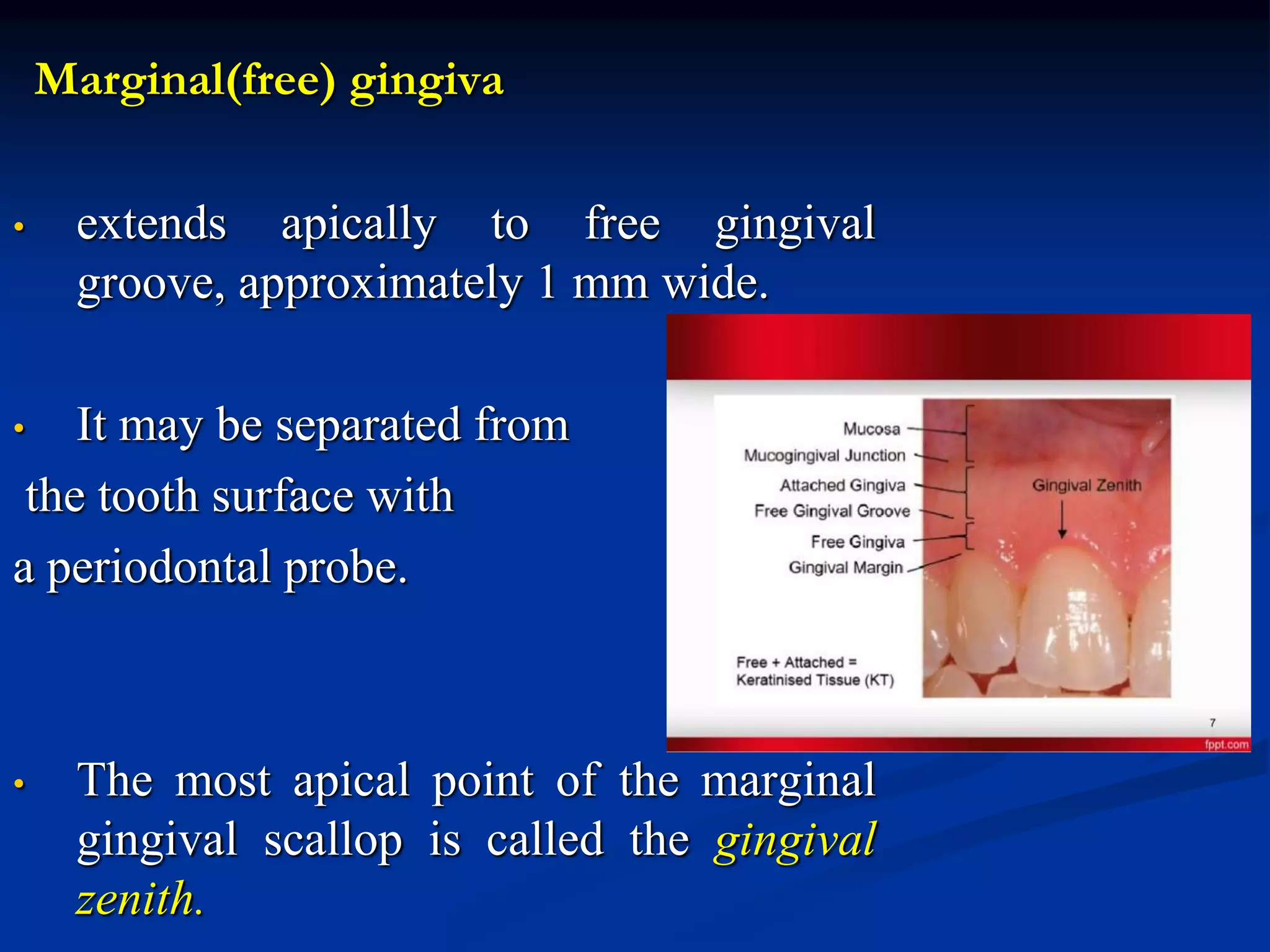 1 normal periodontium.ppt