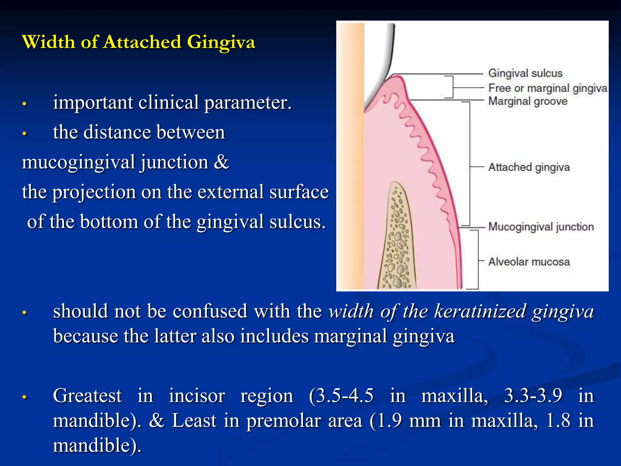 1 normal periodontium.ppt