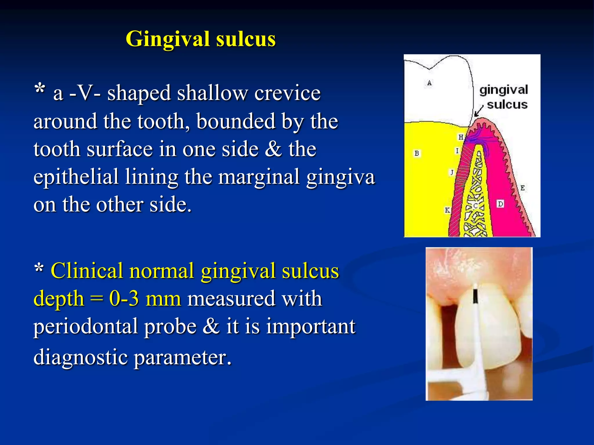 1 normal periodontium.ppt