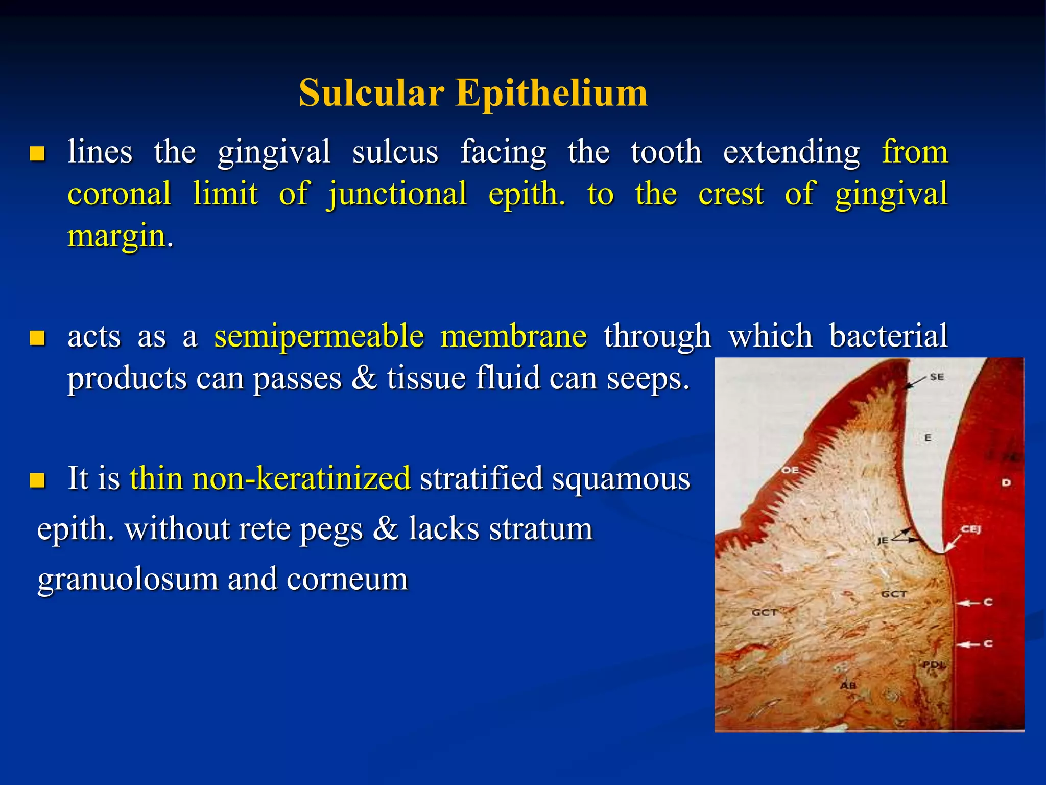1 normal periodontium.ppt