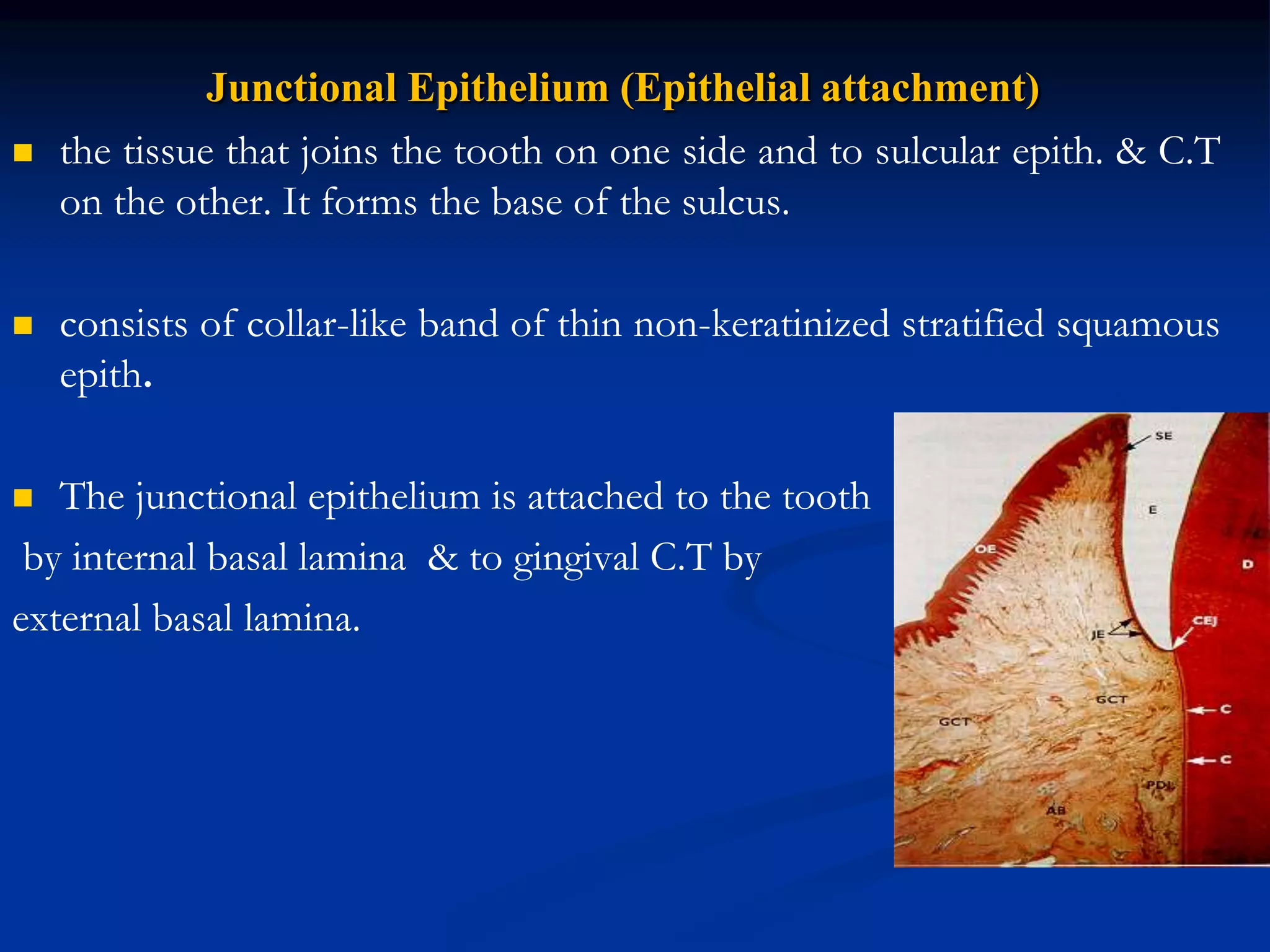 1 normal periodontium.ppt