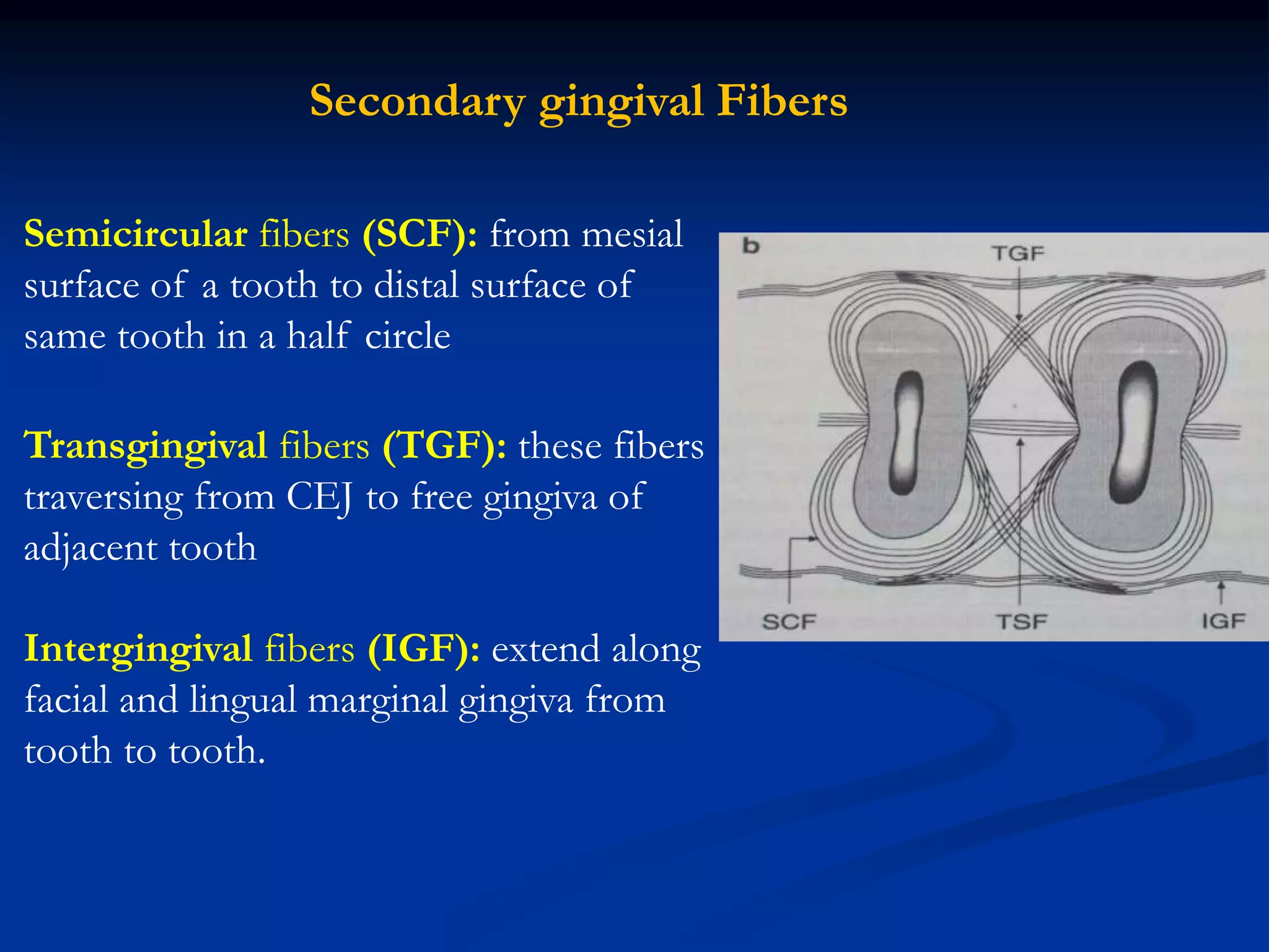 1 normal periodontium.ppt
