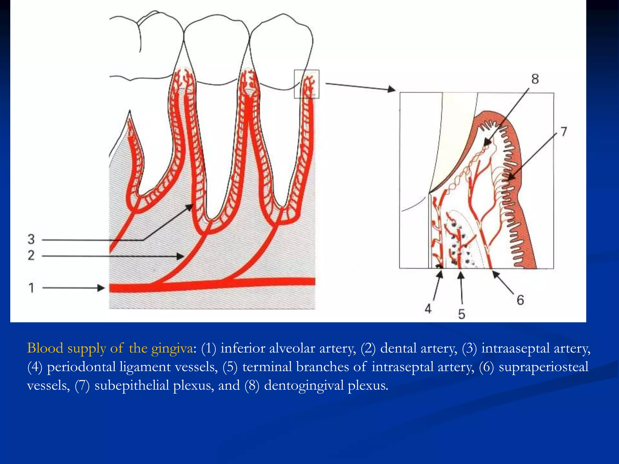 1 normal periodontium.ppt
