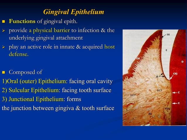 1 normal periodontium.ppt