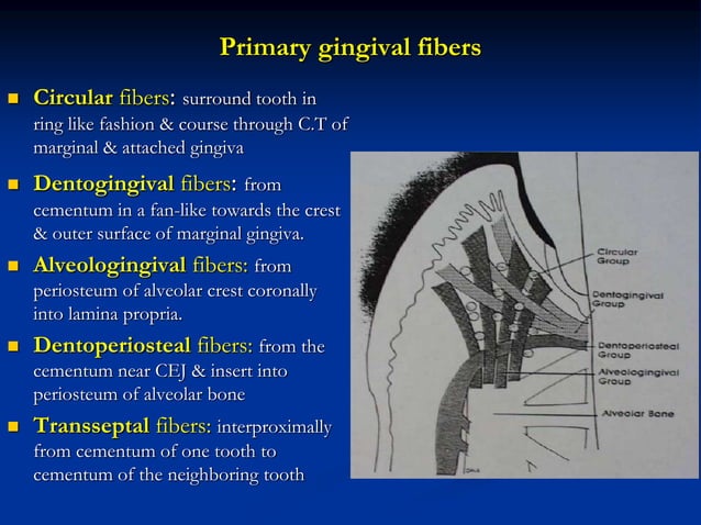 1 normal periodontium.ppt