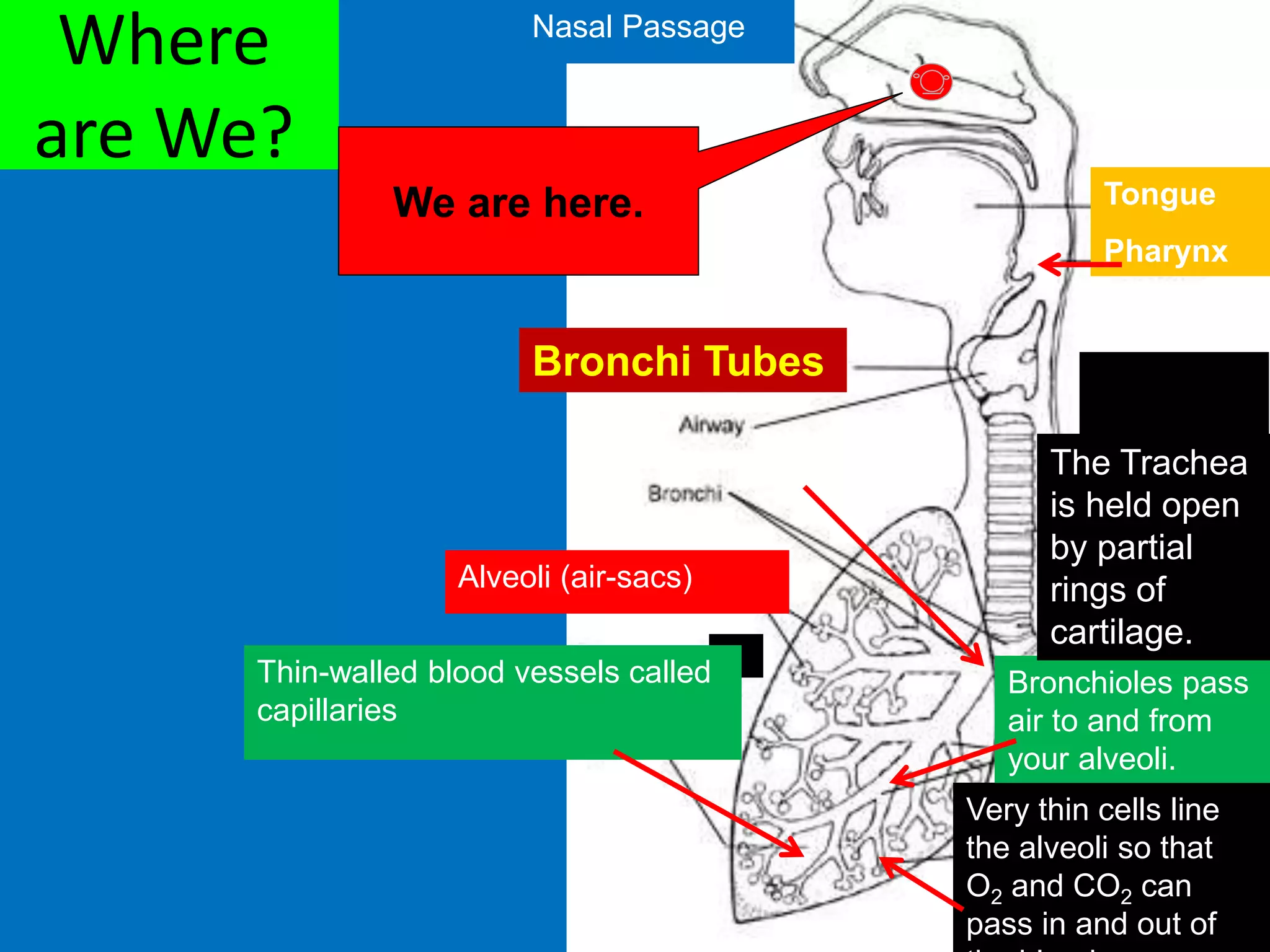 1@nose and nasal cavity | PPT