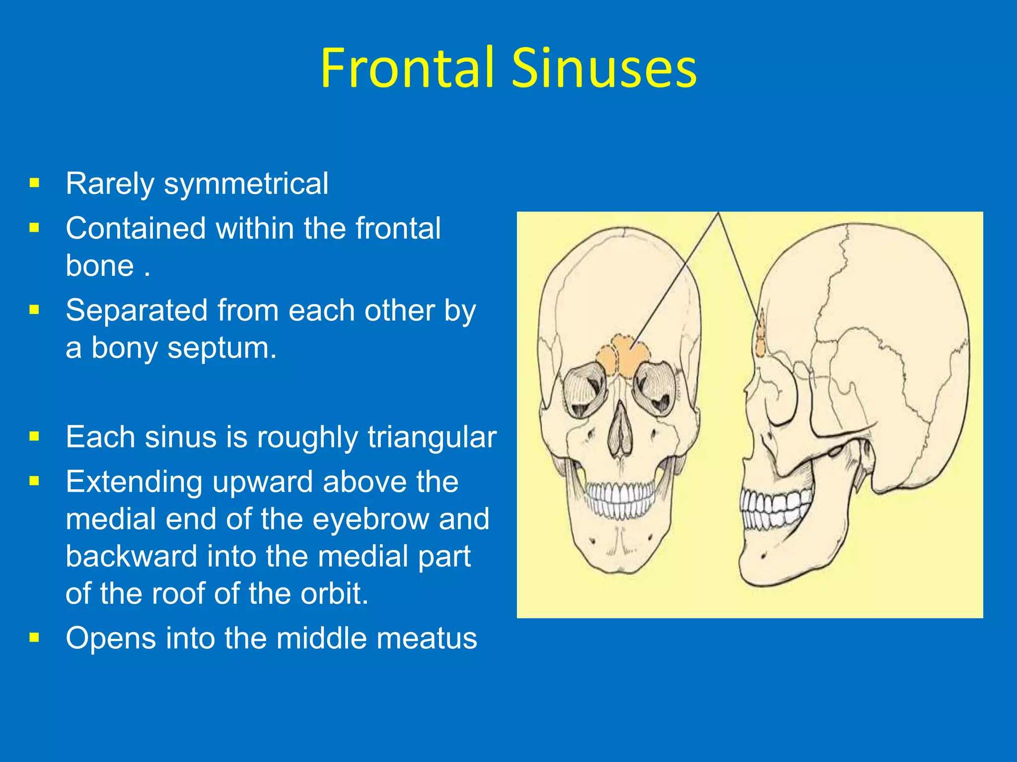 1@nose and nasal cavity | PPT