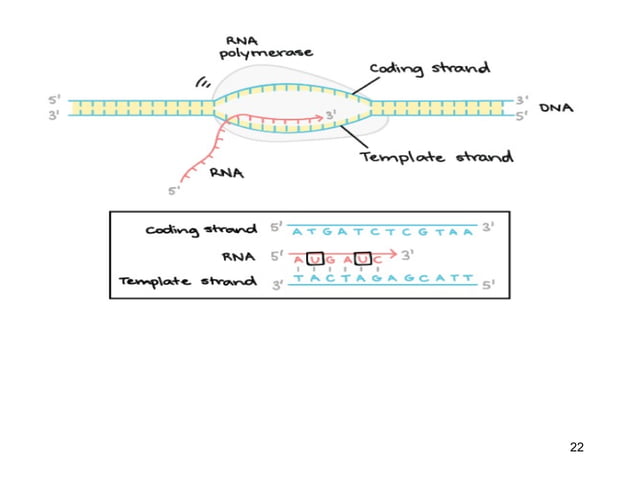 Gives a simple overview on nucleic acids. | PPT