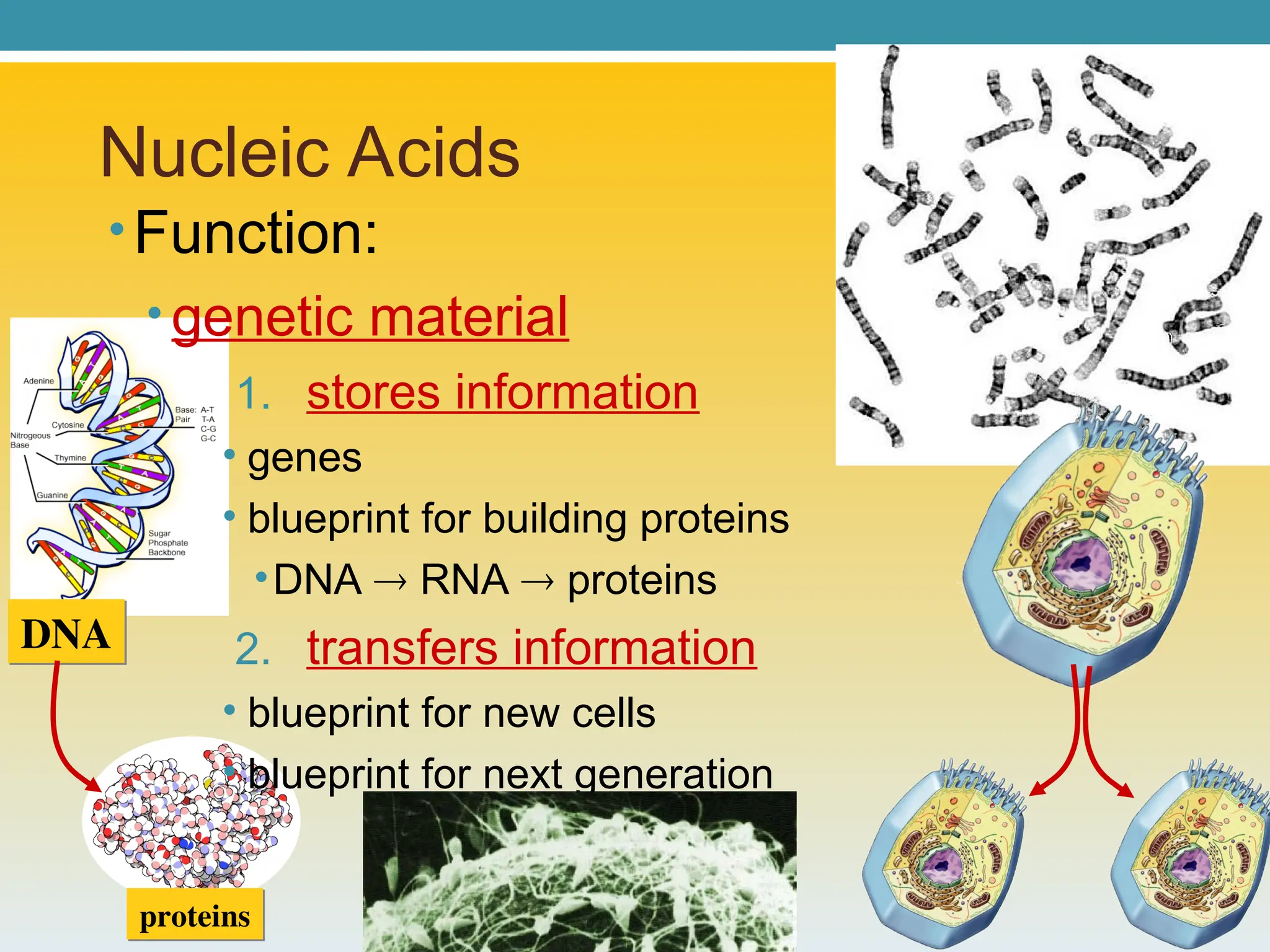 1 Nucleic Acid An Overview cc_d0fb0ba6c06cc8f57ce5f5455fa9a7e0.ppt
