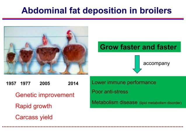 nutrition and metabolism of chicken .ppt