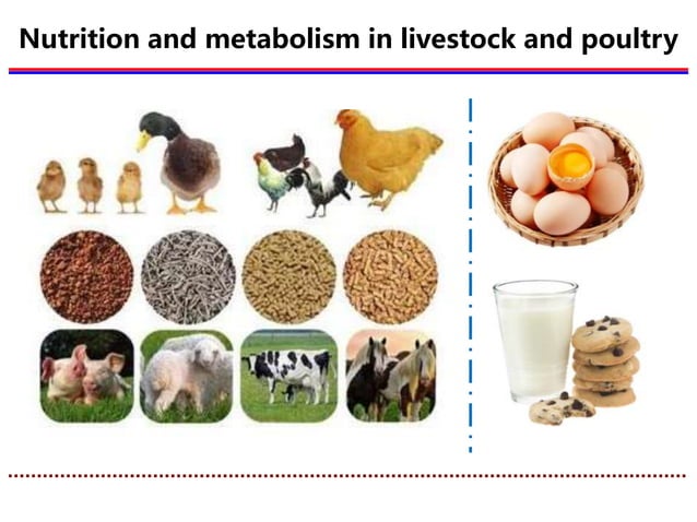 nutrition and metabolism of chicken .ppt