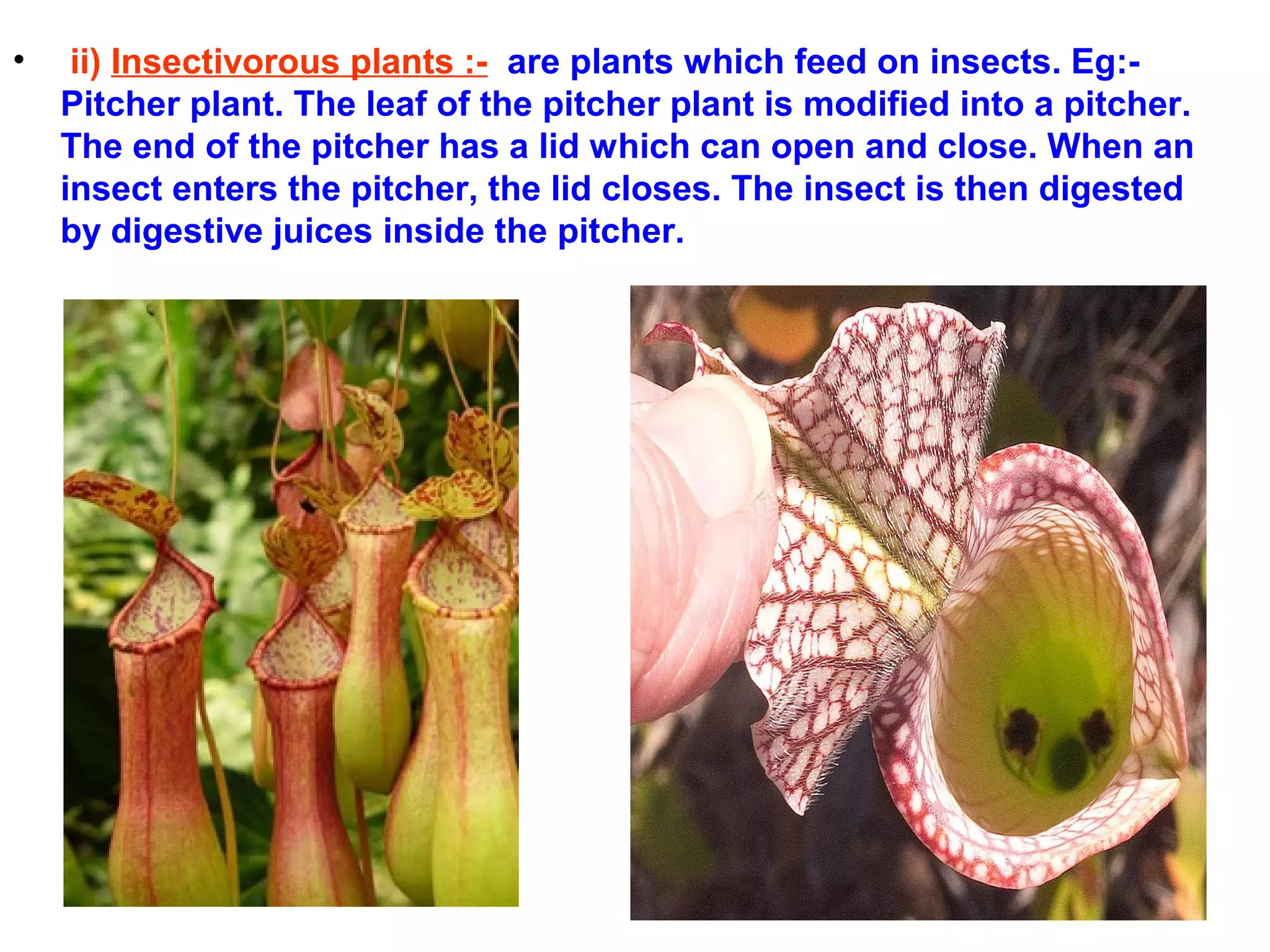 Nutrition in Plants | PPT